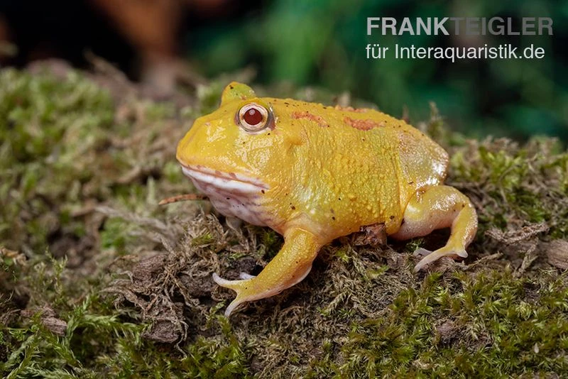Schenken Sie das perfekte Pikachu-Pacman-Frog, Ceratophrys Cranwelli ...